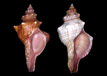 蛾螺总科 Buccinacea 蓝色动物学（中国动物学科普）